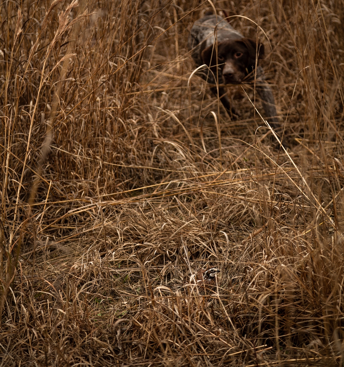 Page 2/2 - Prairie Wildlife Hunting Photo Gallery